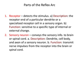 BCM II-Reflex Arc and the reflexes Feb2023.pptx