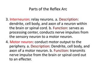 BCM II-Reflex Arc and the reflexes Feb2023.pptx