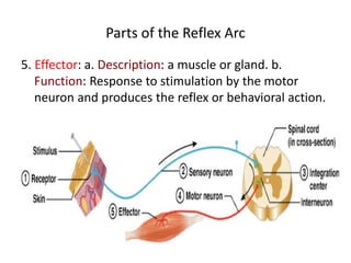 BCM II-Reflex Arc and the reflexes Feb2023.pptx