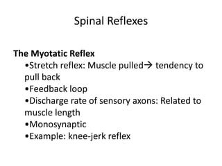 BCM II-Reflex Arc and the reflexes Feb2023.pptx