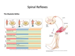 BCM II-Reflex Arc and the reflexes Feb2023.pptx
