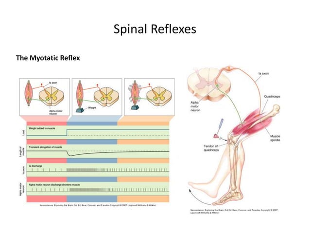 BCM II-Reflex Arc and the reflexes Feb2023.pptx