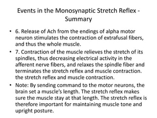 BCM II-Reflex Arc and the reflexes Feb2023.pptx