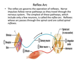 BCM II-Reflex Arc and the reflexes Feb2023.pptx