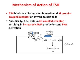 BCM II-Thyroid-pancreas-Parathyroid.pptx
