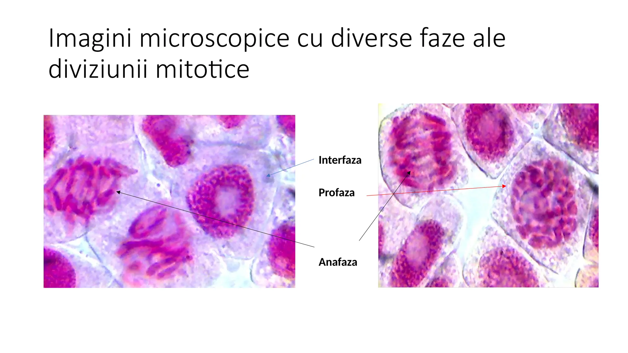 Biologie celulara moleculara-Mitoza.pptx