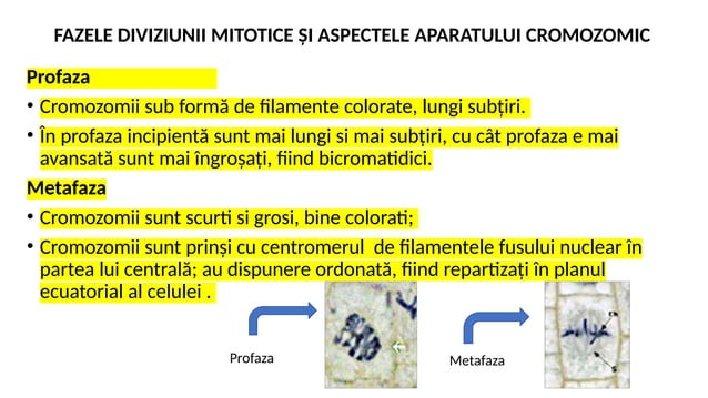 Biologie celulara moleculara-Mitoza.pptx