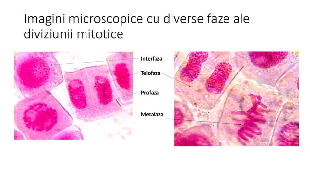 Biologie celulara moleculara-Mitoza.pptx