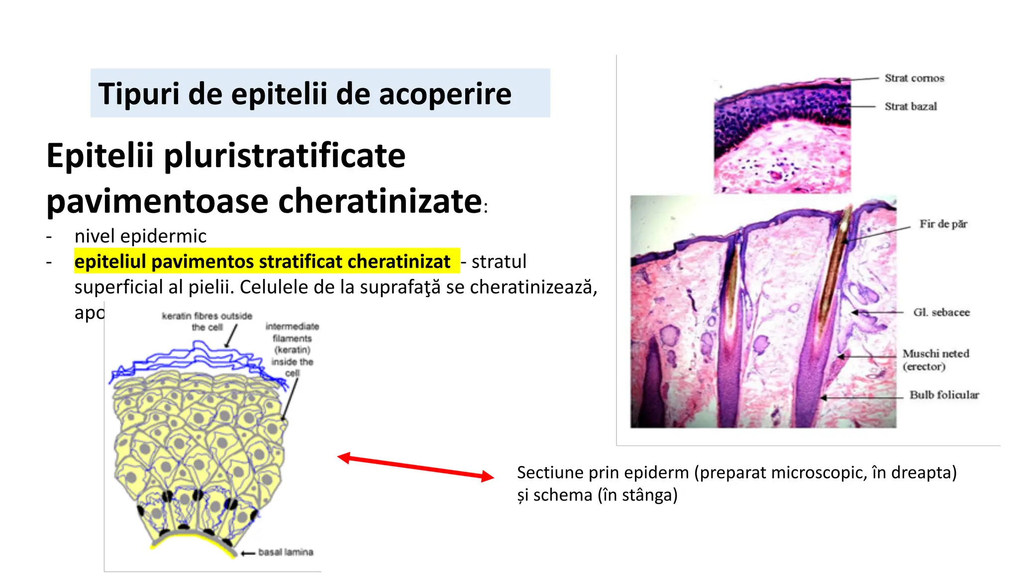 Biologie celulara moleculara Adaptari citomorfologice celulelor ...