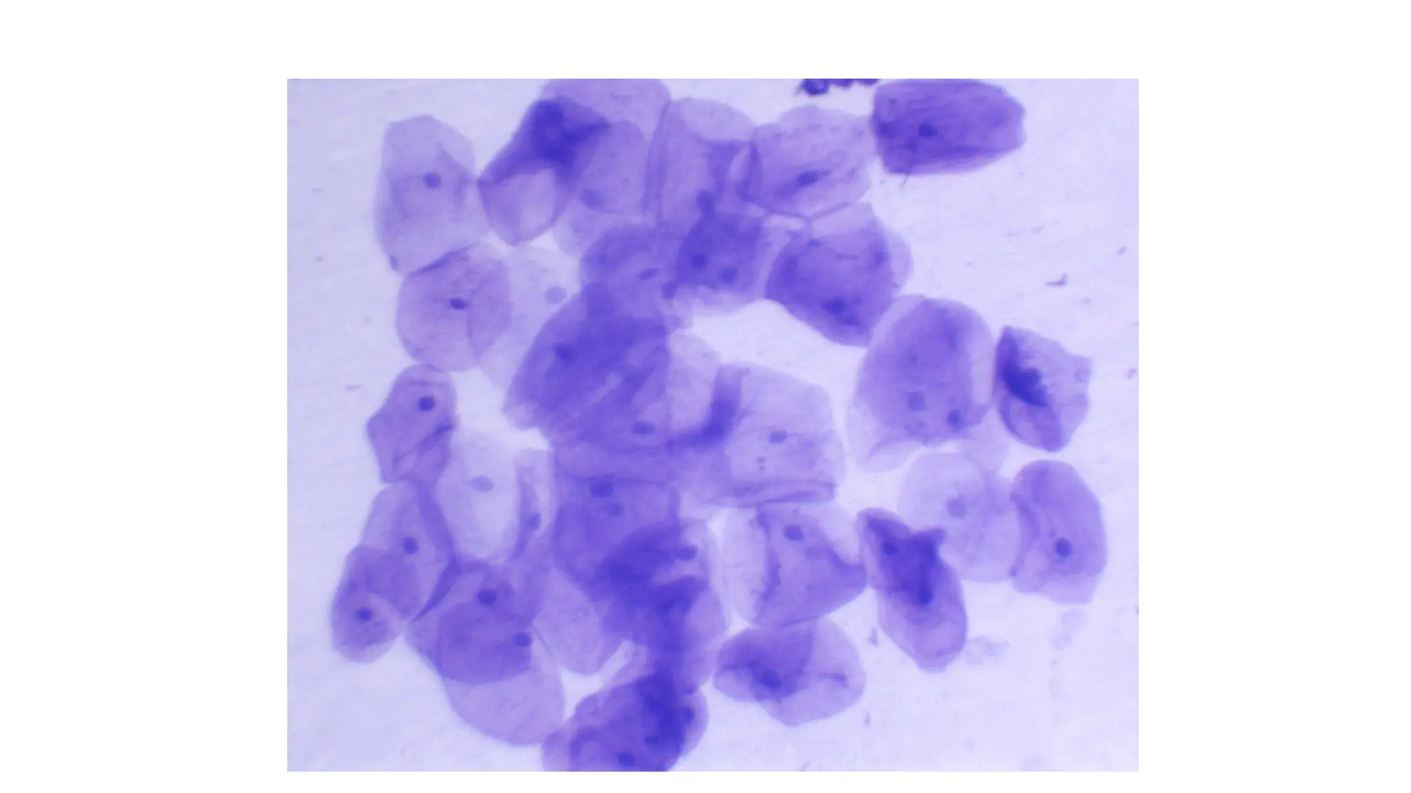 Biologie celulara moleculara-nucleul in interfaza.pptx