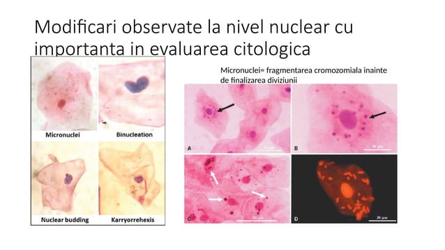 Biologie celulara moleculara-nucleul in interfaza.pptx