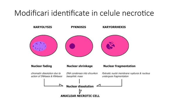 Biologie celulara moleculara-nucleul in interfaza.pptx