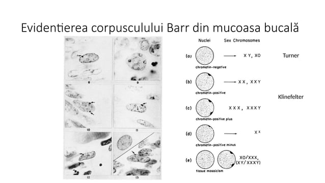 Biologie celulara moleculara-nucleul in interfaza.pptx