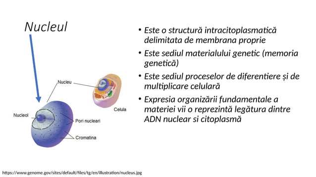 Biologie celulara moleculara-nucleul in interfaza.pptx