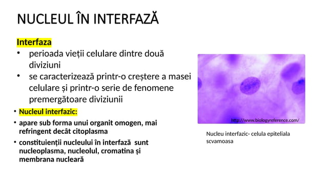 Biologie celulara moleculara-nucleul in interfaza.pptx