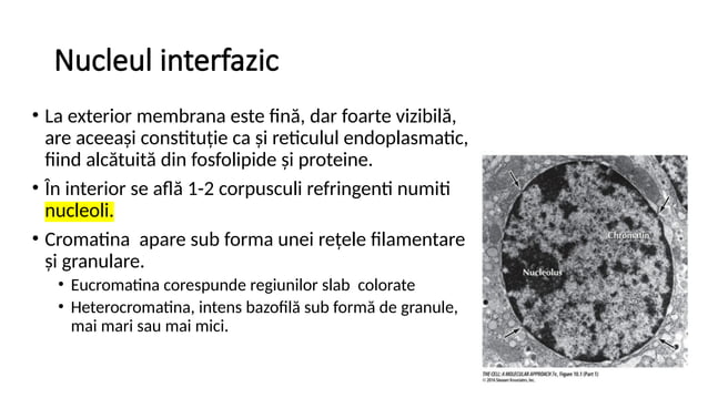Biologie celulara moleculara-nucleul in interfaza.pptx