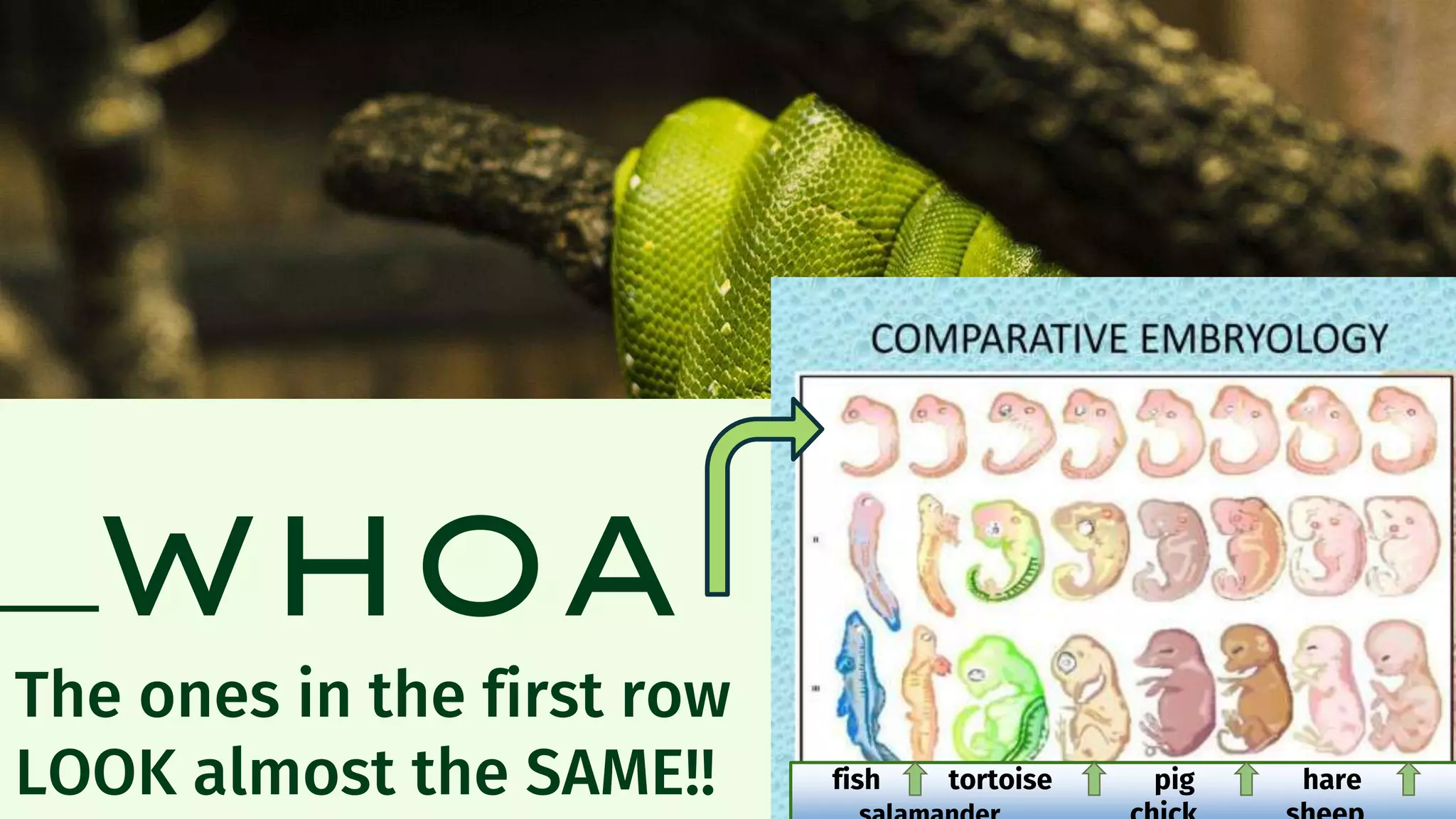 Comparative Embryology introduction | PPTX | Biological Sciences | Science