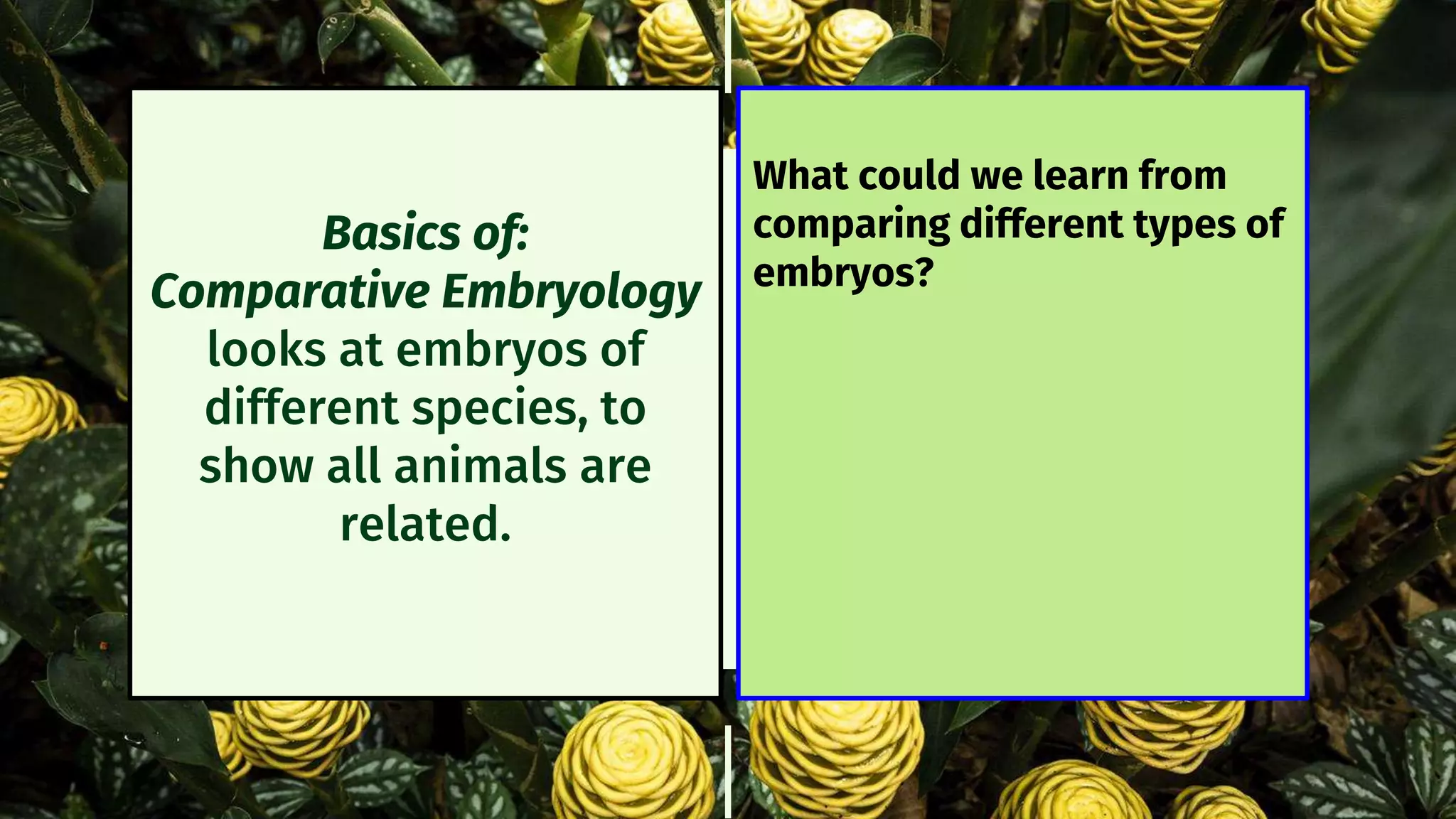 Comparative Embryology introduction | PPTX