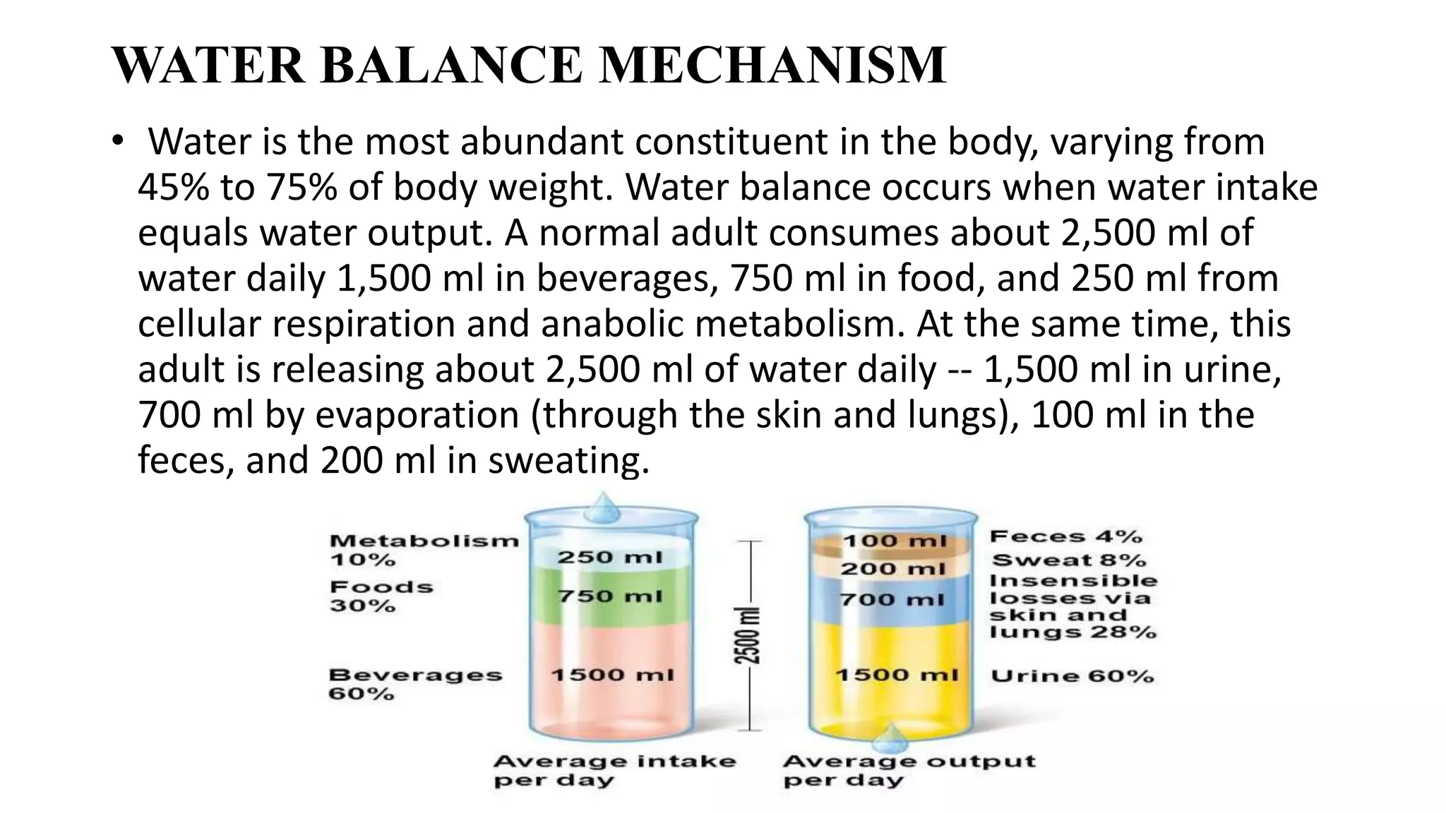 Metabolism and water balance in the body | PPTX