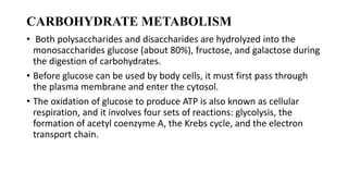 Metabolism and water balance in the body | PPTX