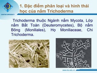 trichoderma | PPT