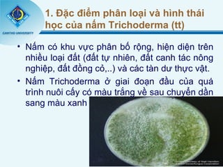 trichoderma | PPT
