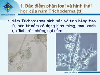 trichoderma | PPT