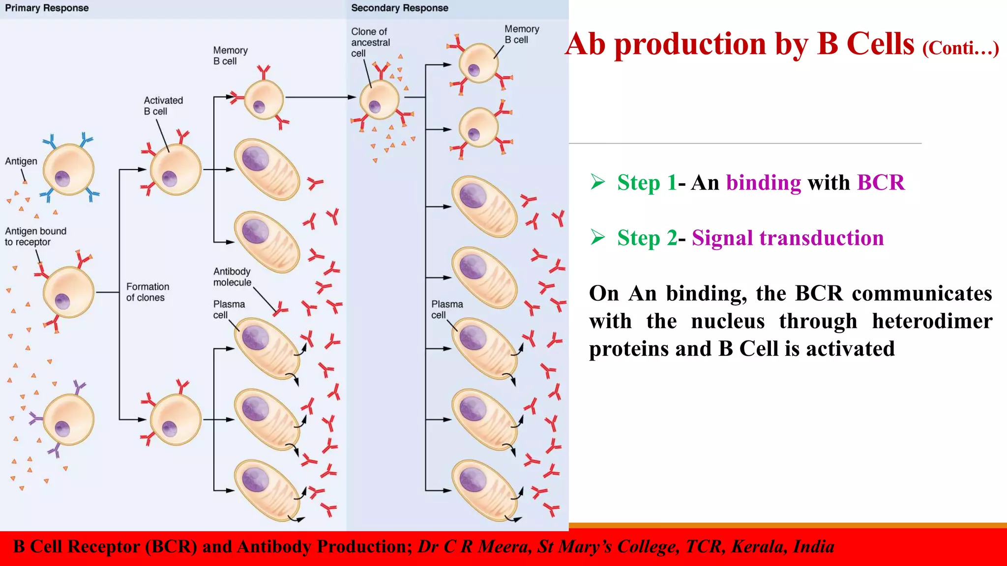 B Cell Receptor & Antibody Production-Dr C R Meera | PPTX