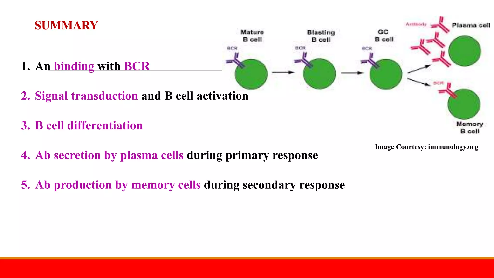 B Cell Receptor & Antibody Production-Dr C R Meera | PPTX