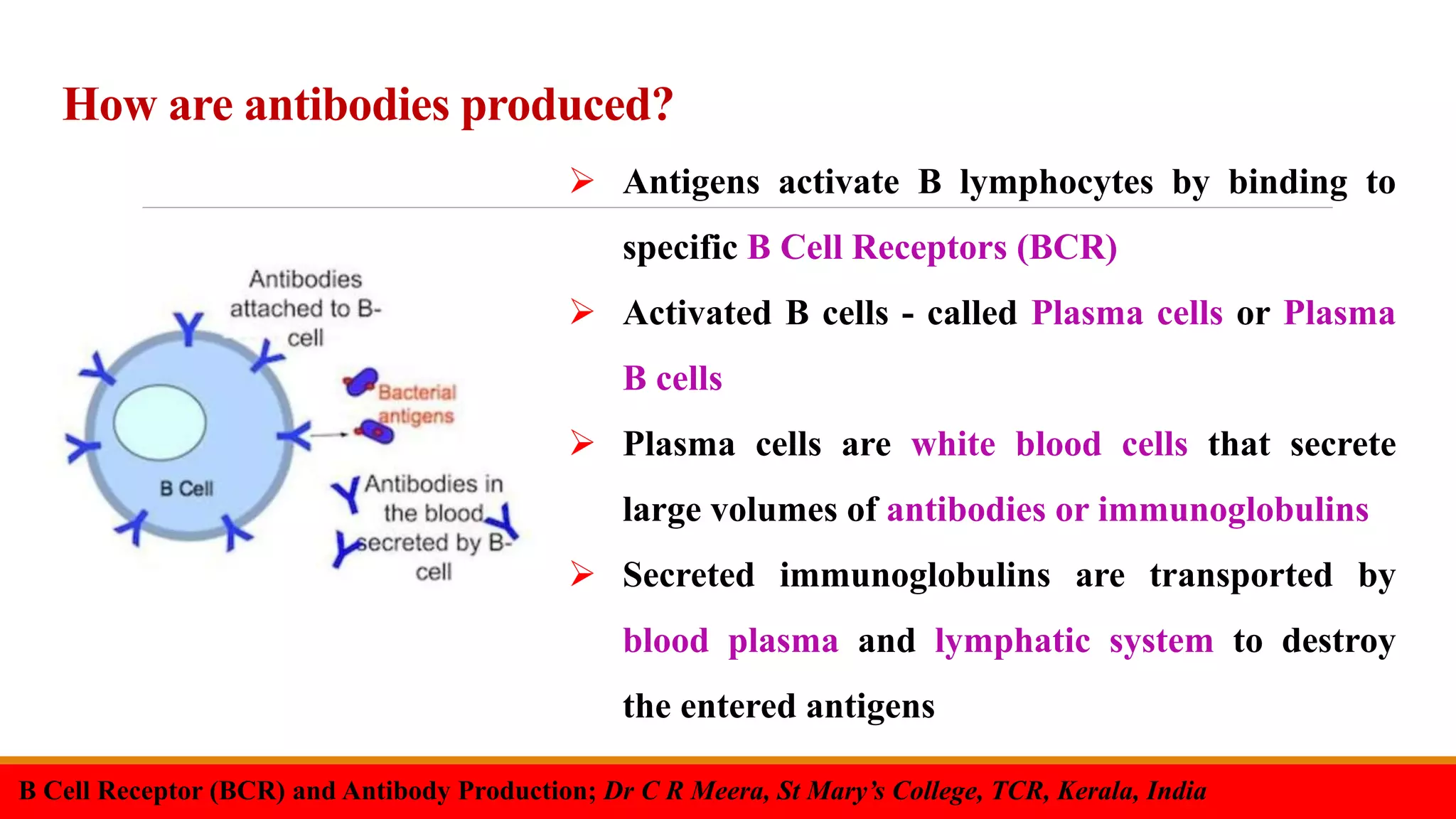 B Cell Receptor & Antibody Production-Dr C R Meera | PPTX