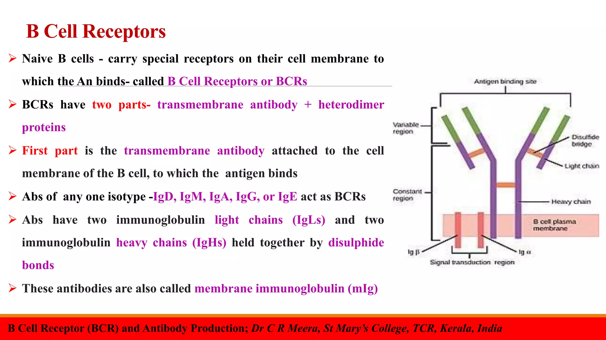 B Cell Receptor & Antibody Production-Dr C R Meera | PPTX