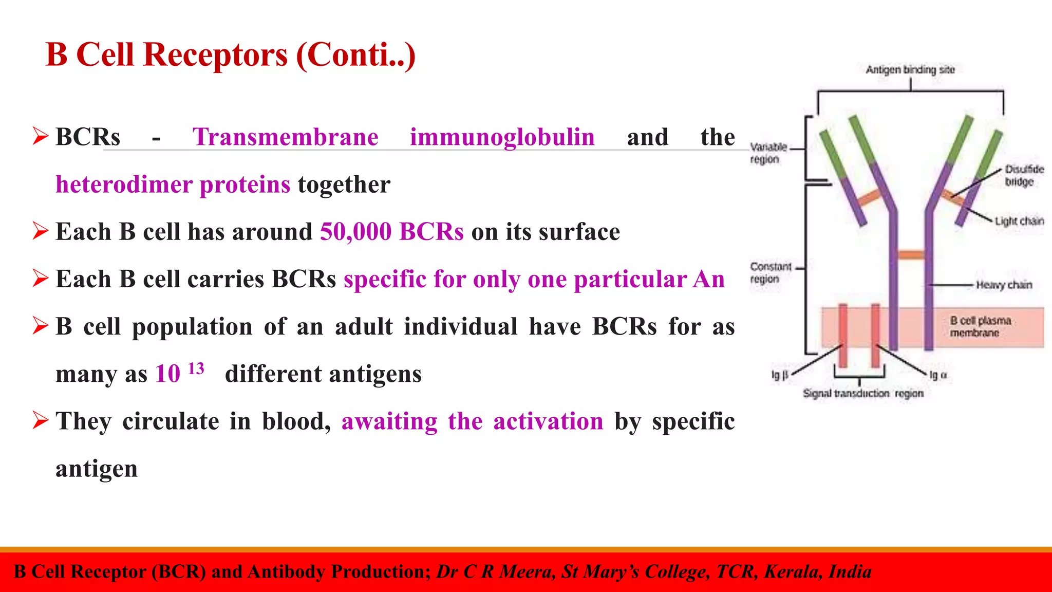 B Cell Receptor & Antibody Production-Dr C R Meera | PPTX