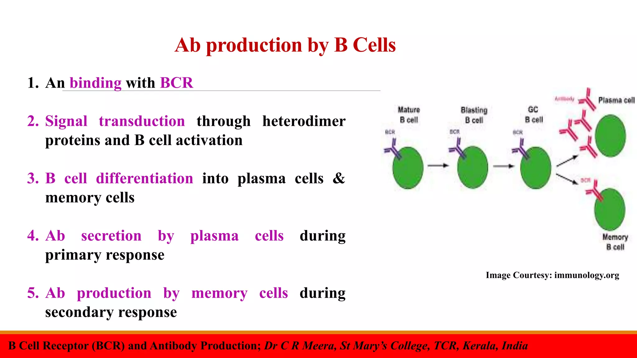 B Cell Receptor & Antibody Production-Dr C R Meera | PPTX