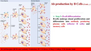 B Cell Receptor & Antibody Production-Dr C R Meera | PPTX