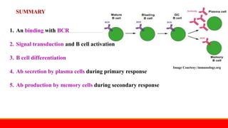 B Cell Receptor & Antibody Production-Dr C R Meera | PPTX