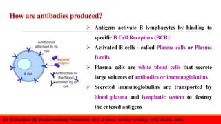 B Cell Receptor & Antibody Production-Dr C R Meera | PPTX