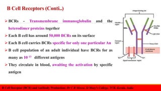 B Cell Receptor & Antibody Production-Dr C R Meera | PPTX