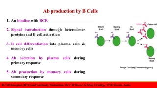 B Cell Receptor & Antibody Production-Dr C R Meera | PPTX