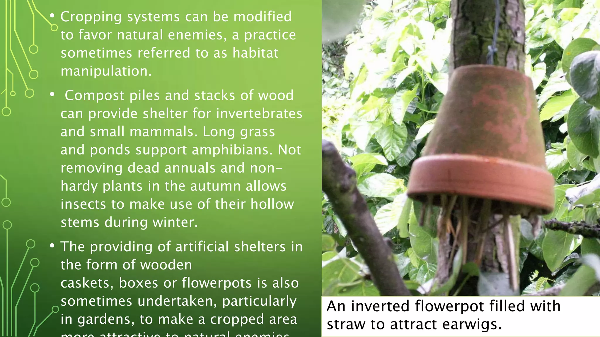 Biological Pest Control/ Biological Control System | PPTX