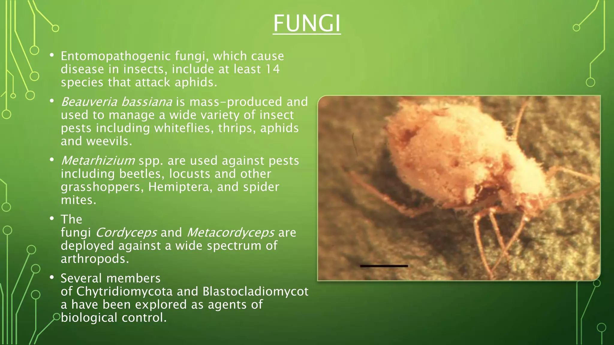 Biological Pest Control/ Biological Control System | PPTX