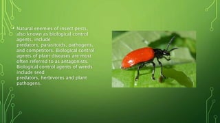 Biological Pest Control/ Biological Control System | PPTX