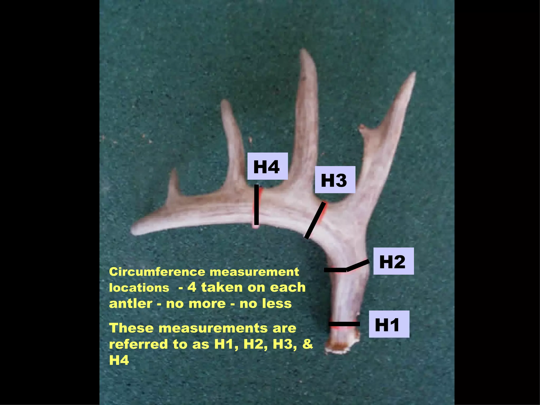 Boone and Crockett Scoring On the Hoof | PPS