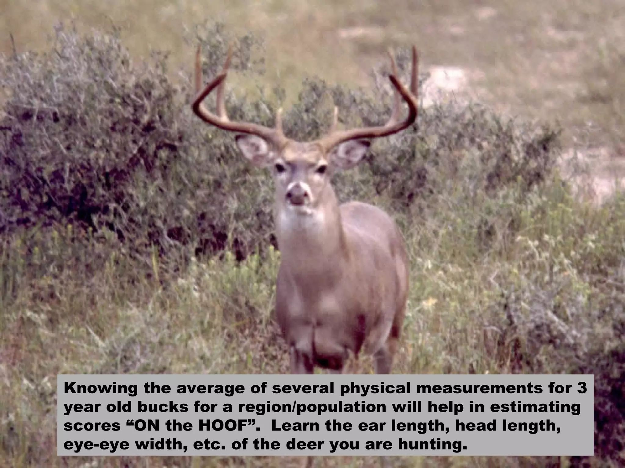 Boone and Crockett Scoring On the Hoof | PPS