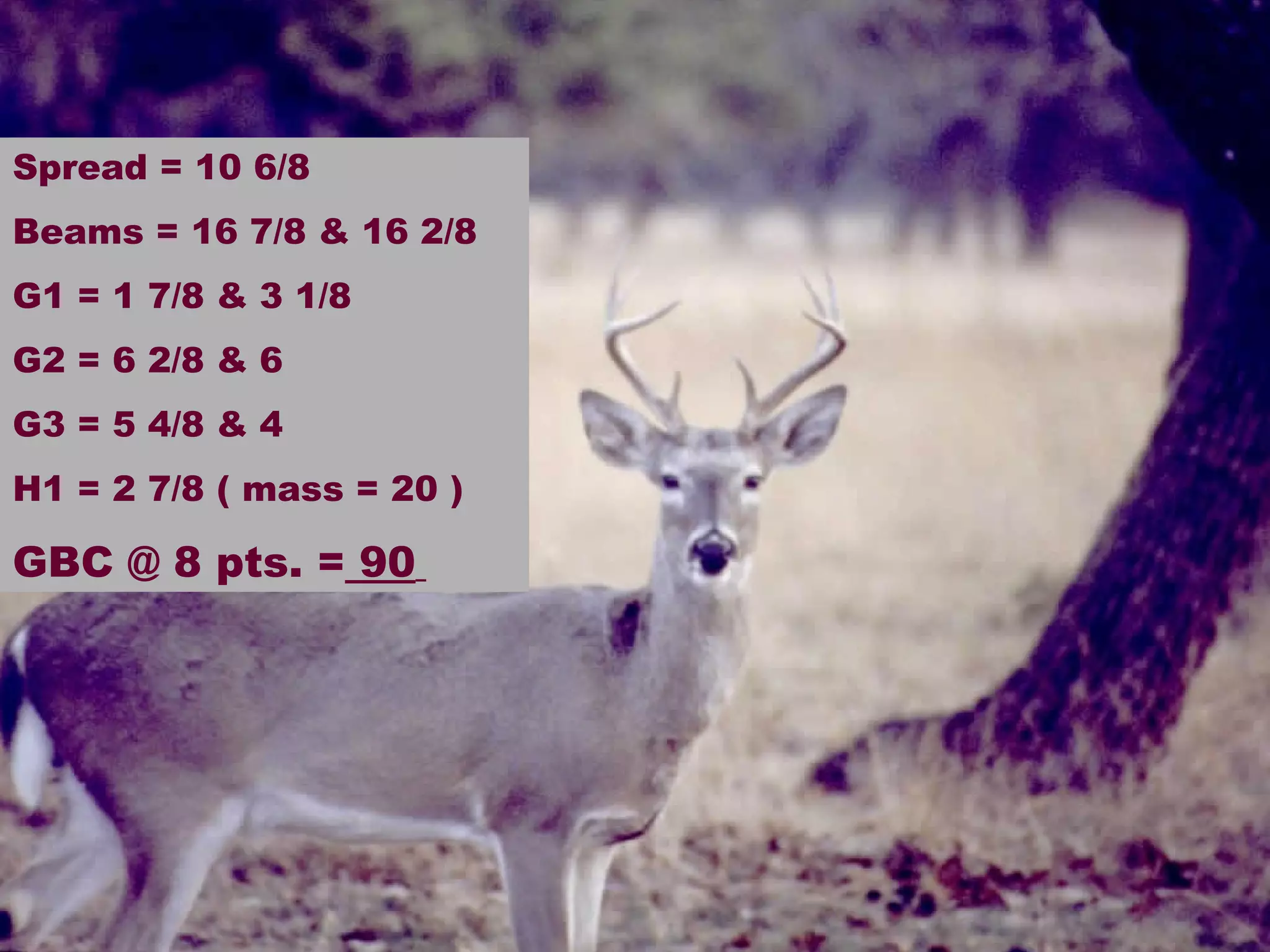 Boone and Crockett Scoring On the Hoof | PPS