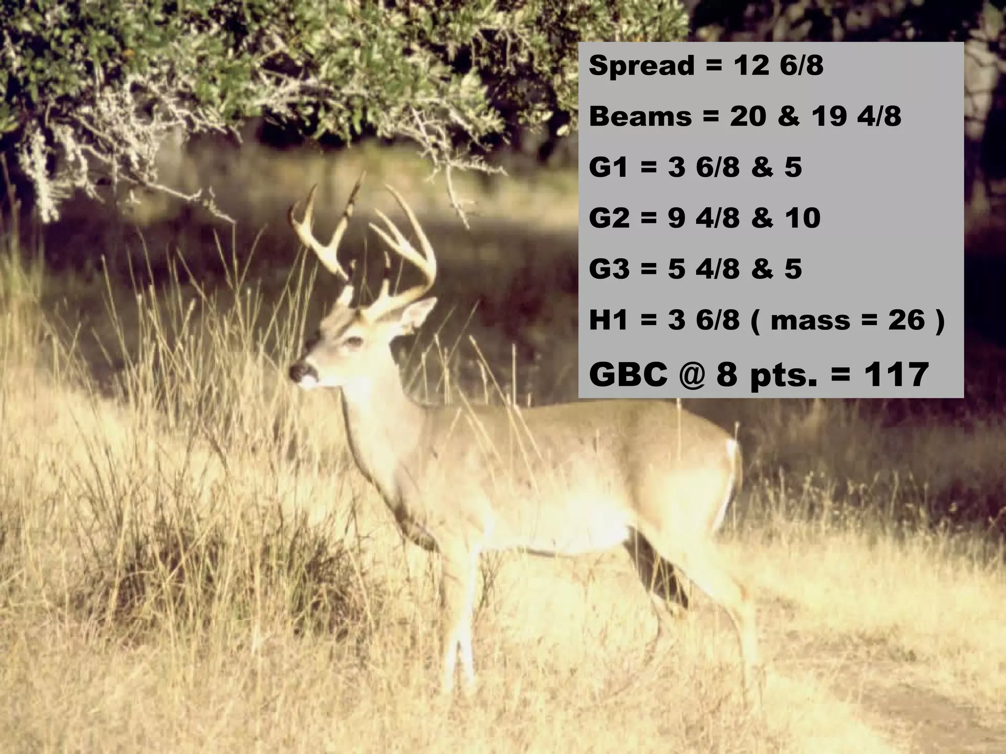 Boone and Crockett Scoring On the Hoof | PPS