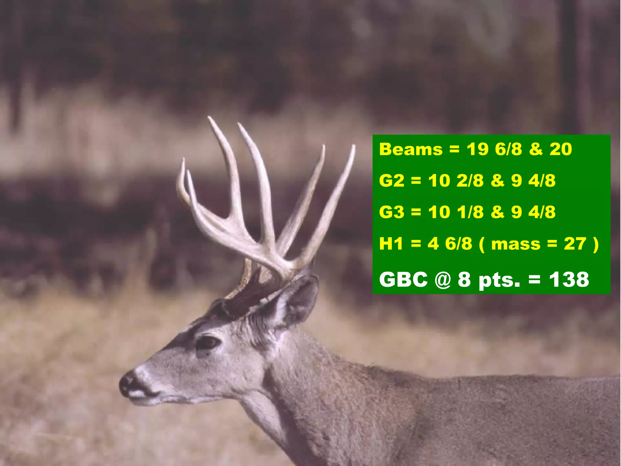 Boone and Crockett Scoring On the Hoof | PPS