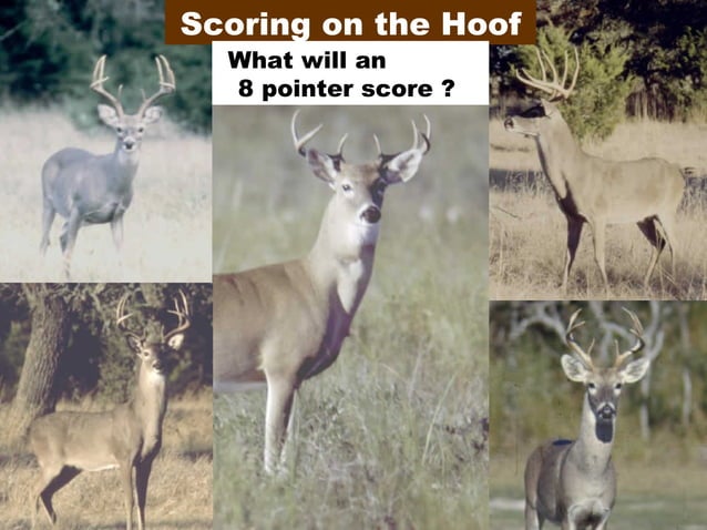 Boone and Crockett Scoring On the Hoof | PPS | Hunting and Shooting ...