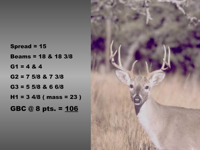 Boone and Crockett Scoring On the Hoof | PPS | Hunting and Shooting ...