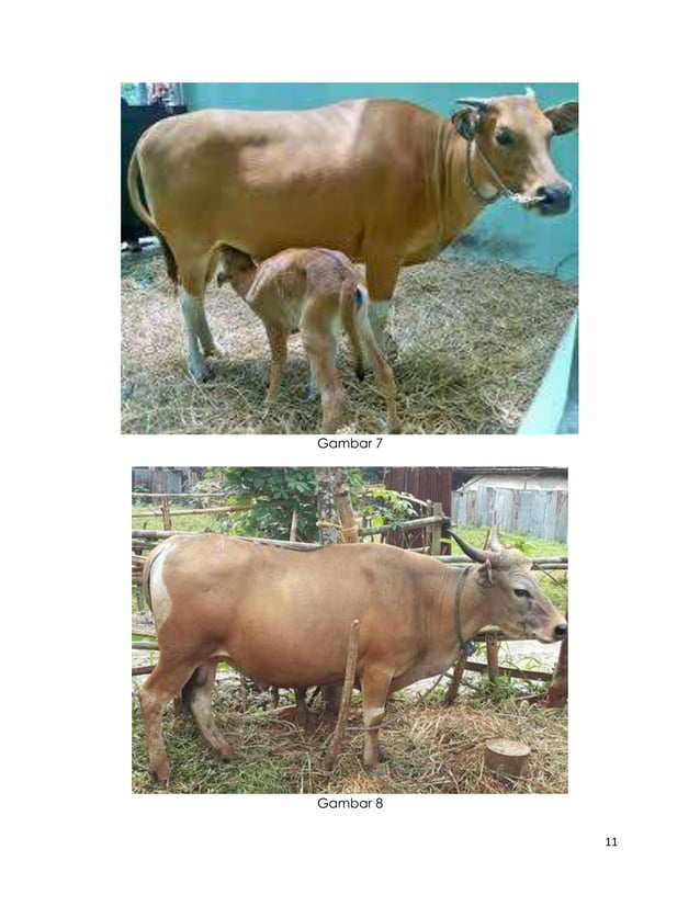 bcs sapi.pdf