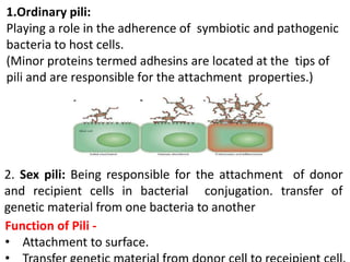 bcterialultrastructureall-201118081937.pdf